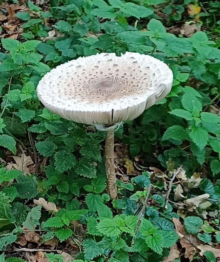 Parasol mushroom – Jorja's Ecology Blog