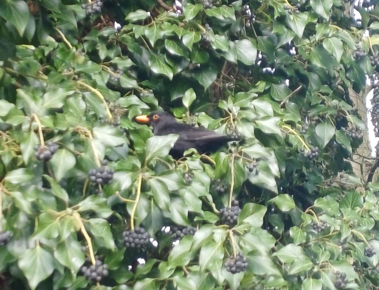 Eurasian Blackbird – Jorja's Ecology Blog