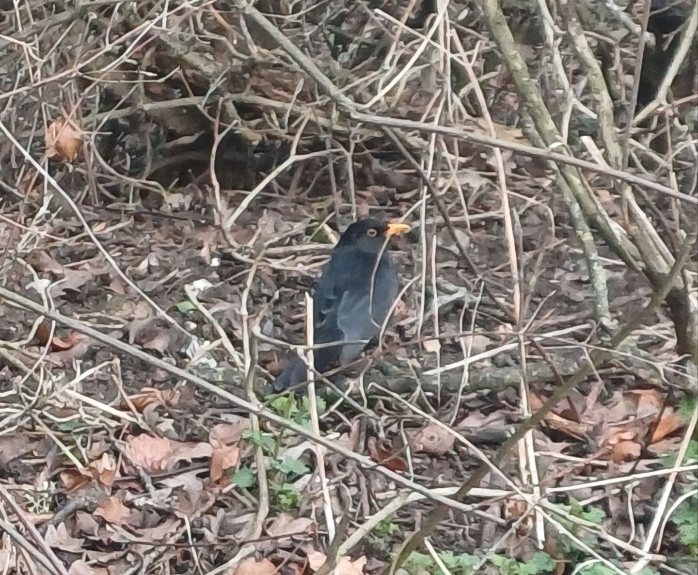 Eurasian Blackbird – Jorja's Ecology Blog