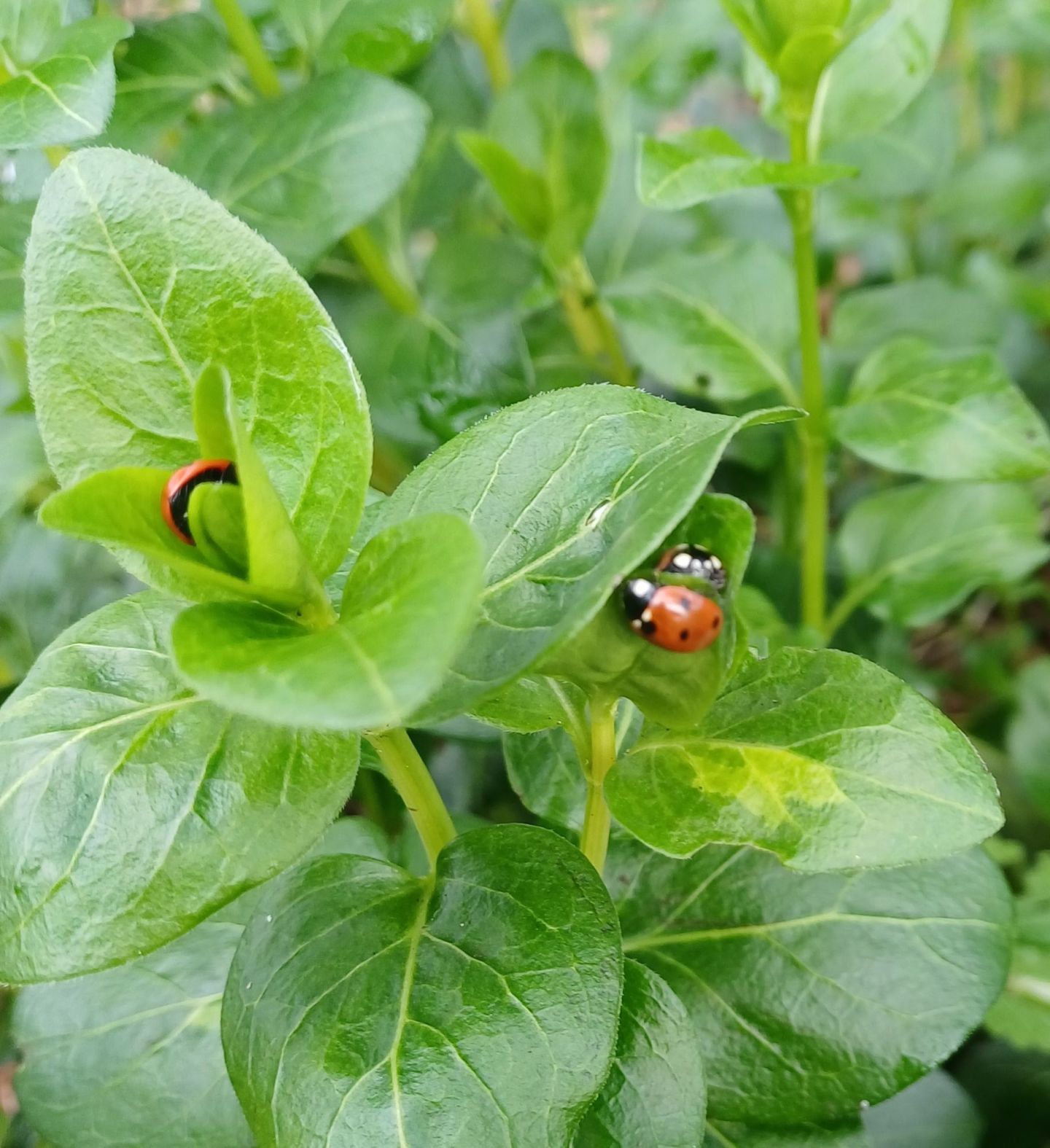 7-spotted Ladybird – Jorja's Ecology Blog