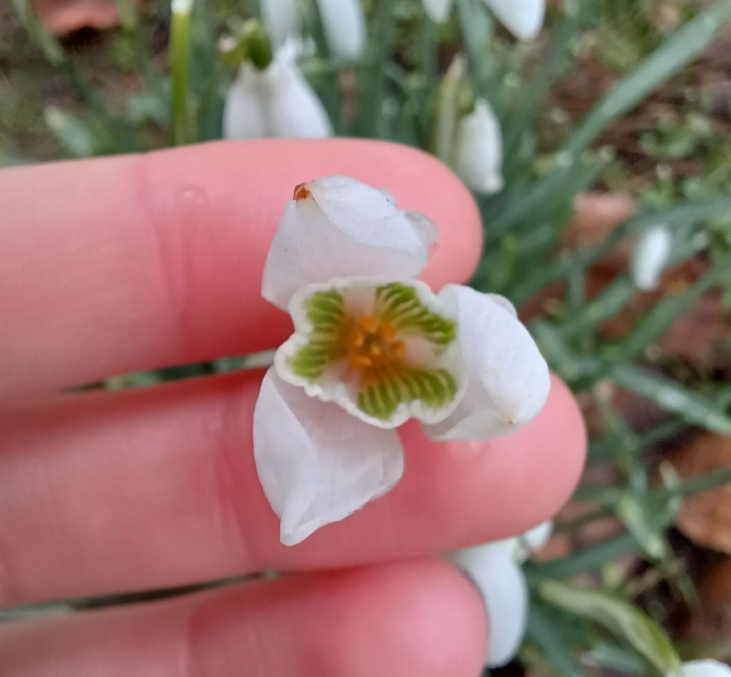 Snowdrop – Jorja's Ecology Blog